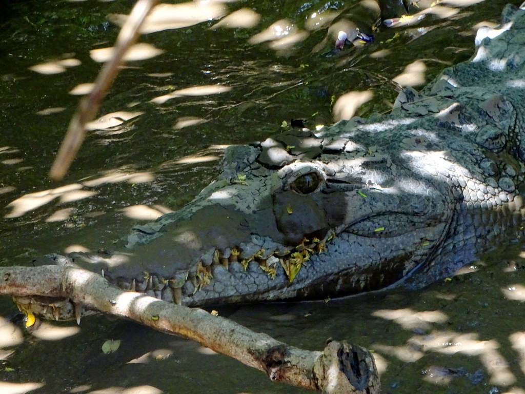 American Crocodile in February 2020 by Mica Fraire · iNaturalist