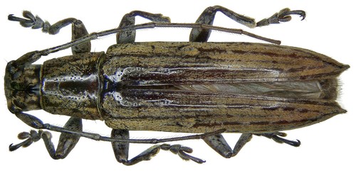 Genus Ichthyodes · iNaturalist