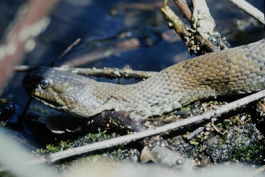 Common Watersnake from Presque Isle, Erie, PA 16507, USA on May 13 ...
