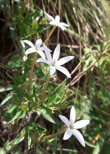 Heterophyllaea pustulata · iNaturalist