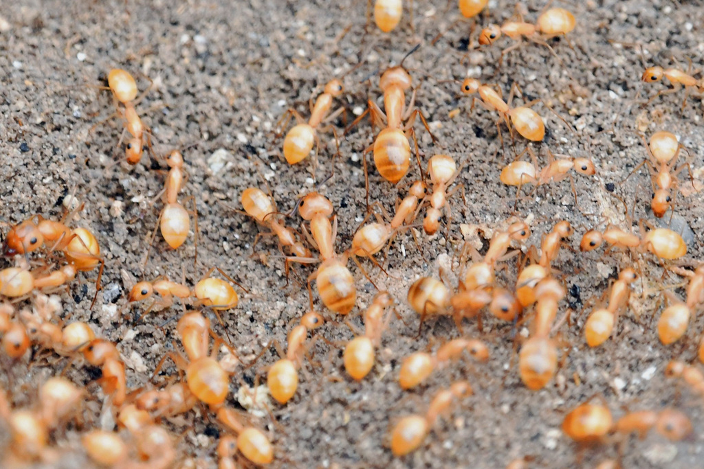 Camponotus fragilis from Desert National Wildlife Range, Clark, Nevada ...