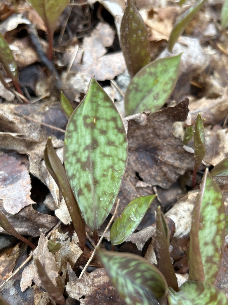 yellow trout lily from Bruce Tr, The Blue Mountains, ON, CA on April 15 ...