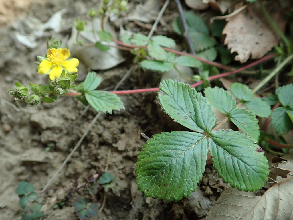 (Potentilla fragarioides major) - Botanical Realm