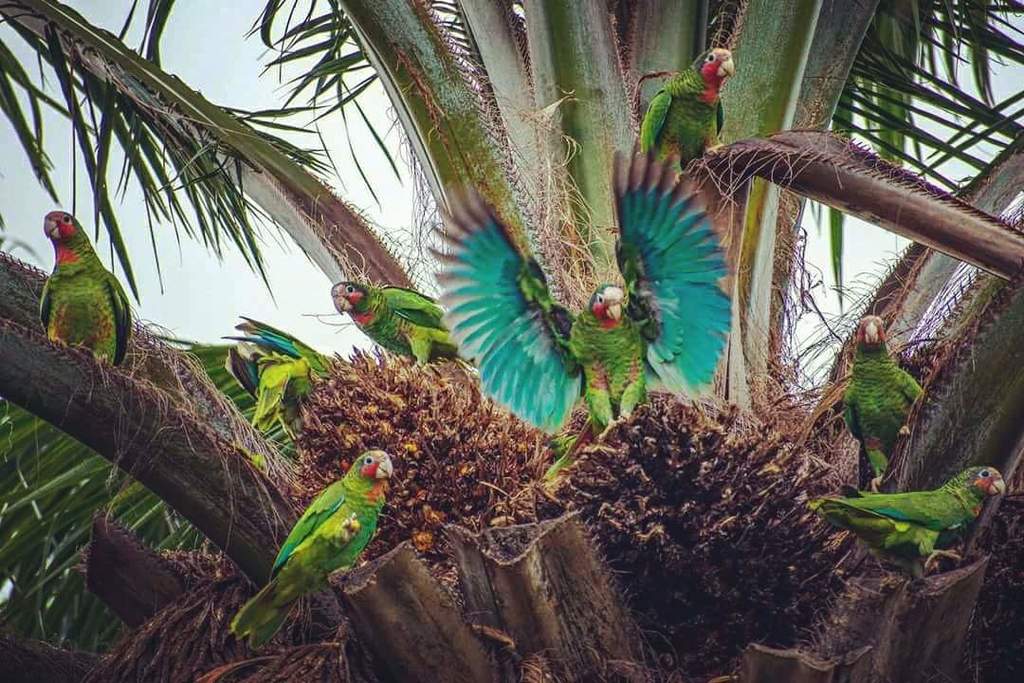 Grand Cayman Parrot (Amazona leucocephala caymanensis) - Avian Discovery