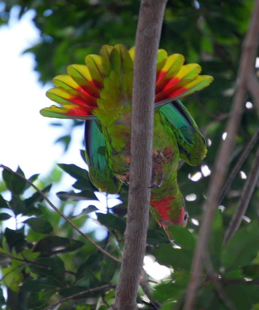 Grand Cayman Parrot (Amazona leucocephala caymanensis) - Avian Discovery