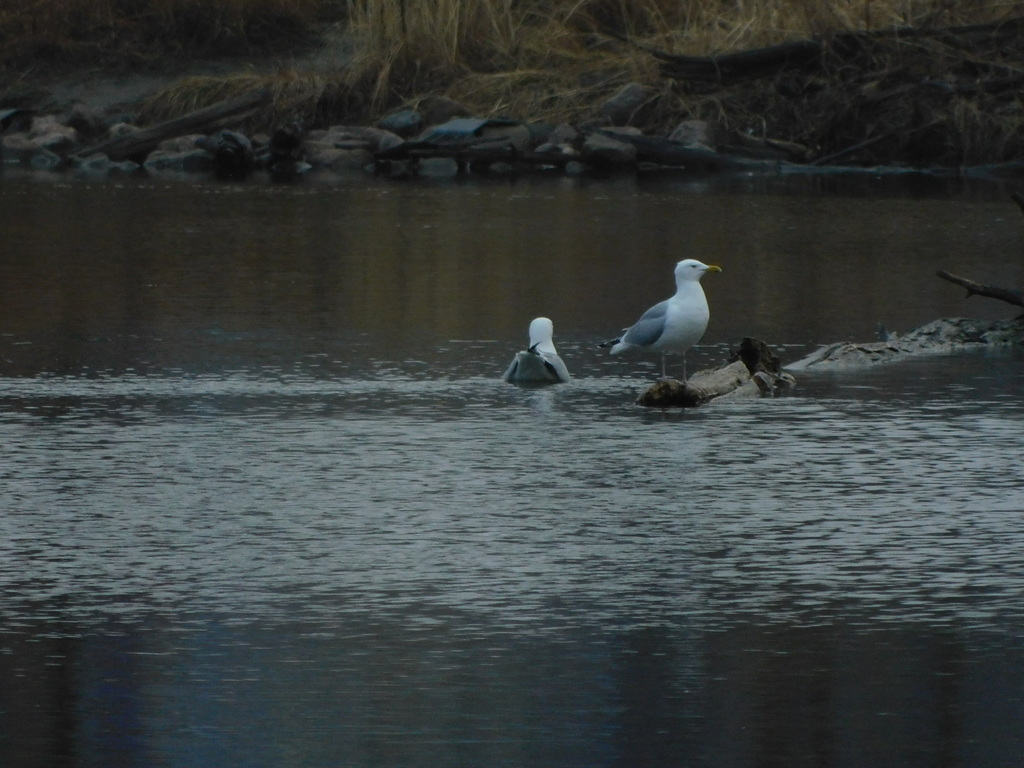 Large White-headed Gulls from Cook County, US-IL, US on March 18, 2020 ...