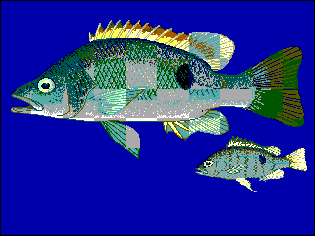 Freshwater Snapper (Lutjanus fuscescens) - Marine Life Identification
