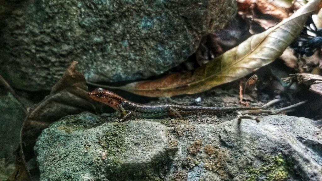 Sphenomorphus variegatus from Taman Wisata Alam Wera on September 29 ...