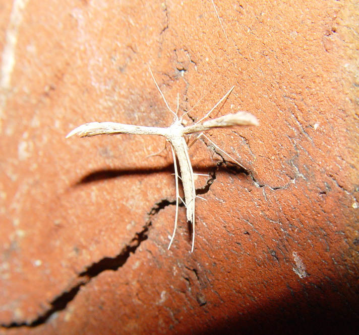 Belfrage's Plume Moth from Alabama Aquatic Biodiversity Center, Perry ...
