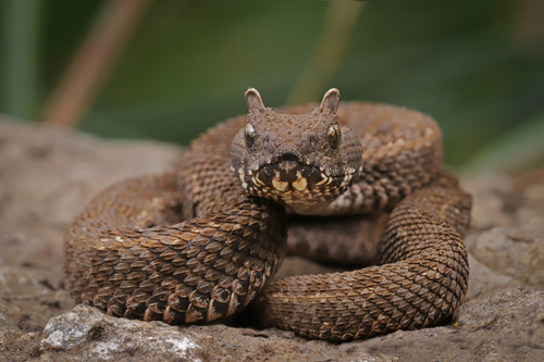 Vipers (Viperidae) - Snakes and Lizards
