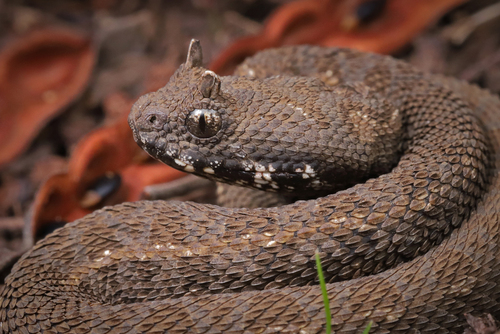 Vipers (Viperidae) - Snakes and Lizards