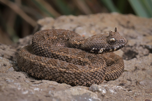 Vipers (Viperidae) - Snakes and Lizards