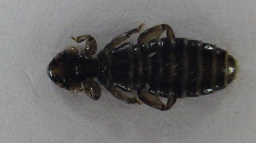 Jättespringlöss (Trinoton)
