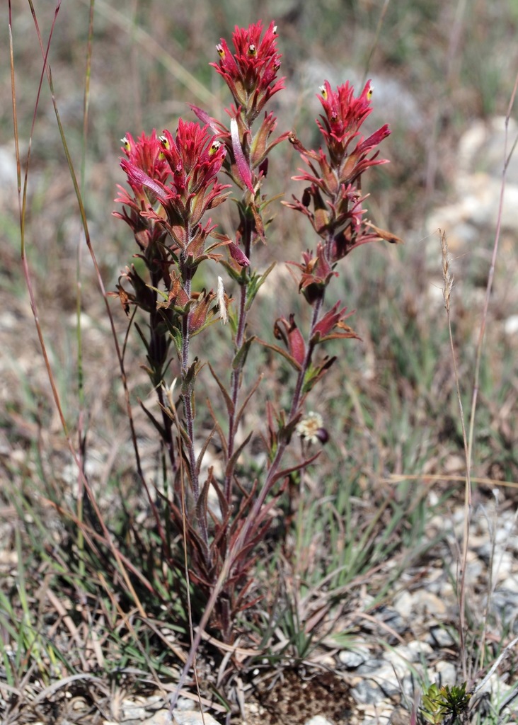 Castilleja peruviana from Cajamarca, Peru on May 22, 2019 at 11:56 AM ...