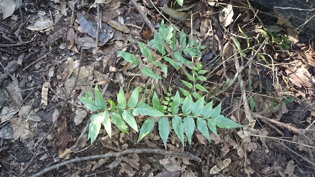 Mexican fern (Vascular Plants of Wild Basin) · iNaturalist