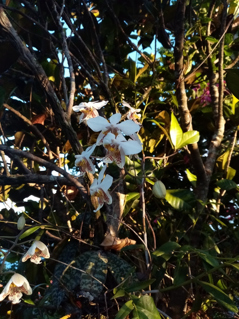 Phalaenopsis stuartiana from Marilog Proper on March 18, 2020 at 05:09 ...