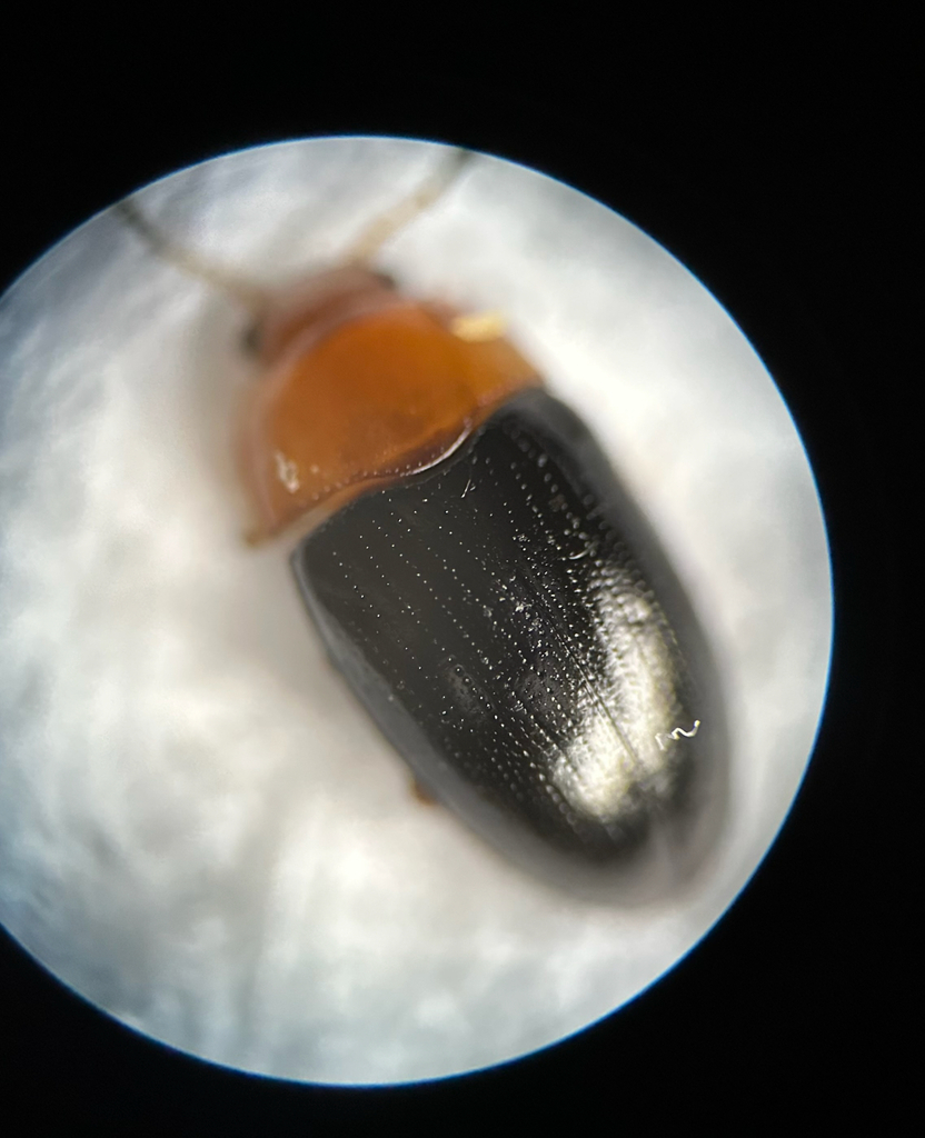 Triplax flavicollis from Holstein Ct, Bel Air, MD, US on April 15, 2026 ...