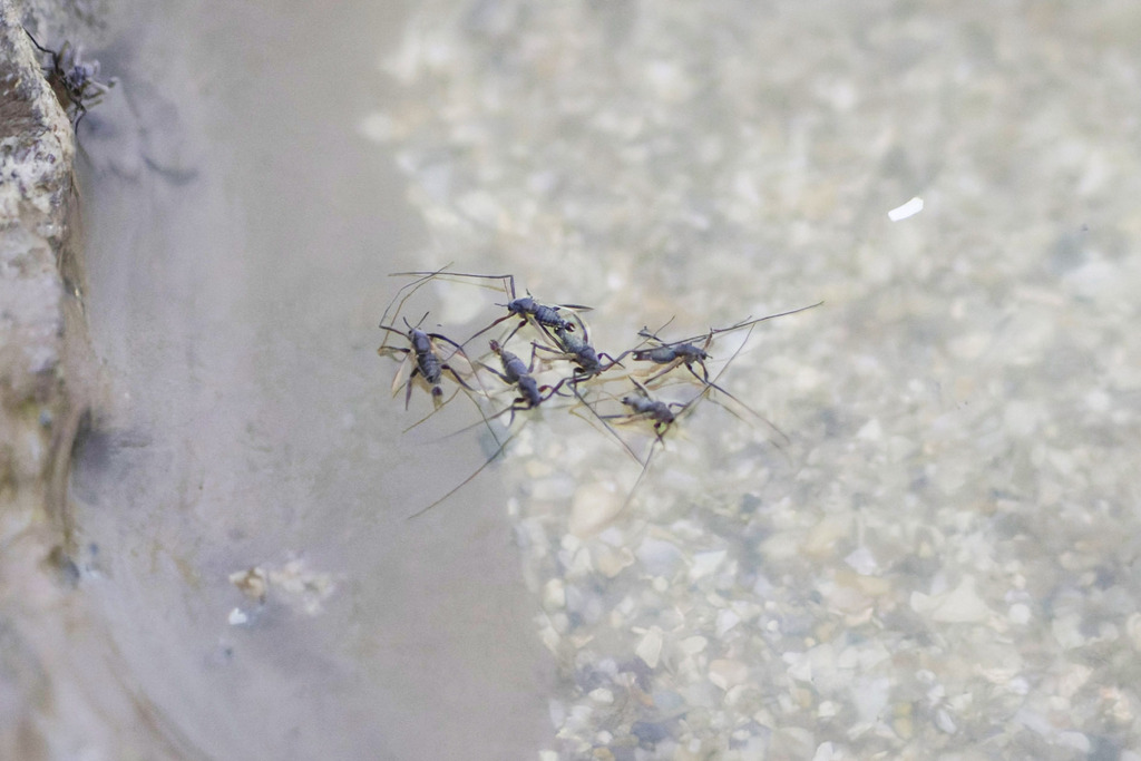 Dicrotendipes sinicus from 中国天津市滨海新区 on April 16, 2026 at 03:23 PM by 管 ...