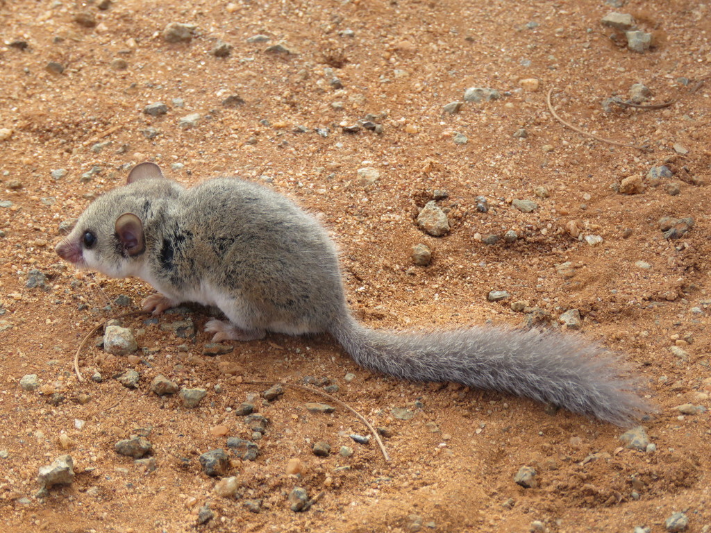 African Dormice (Graphiurinae) - Know Your Mammals