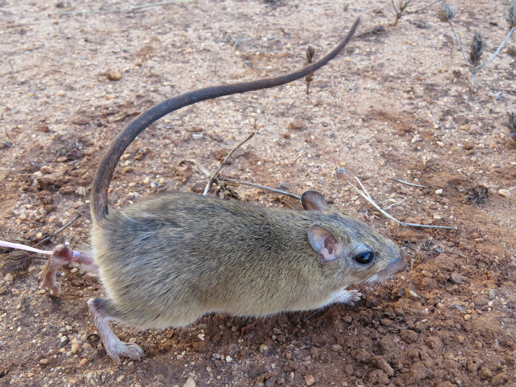 Red Veld Rat from Mkomazi National Park, Tanzania on May 09, 2019 at 07 ...