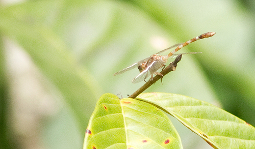 Progomphus brachycnemis · iNaturalist Canada