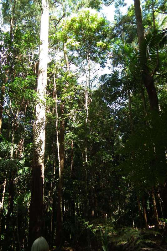 (Jagera) - Botanical Realm