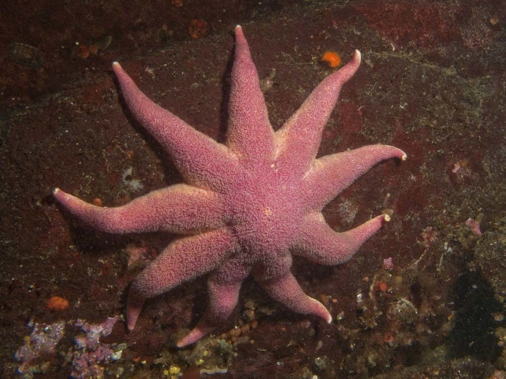 Solaster endeca (HRX - Underwater Norway) · iNaturalist