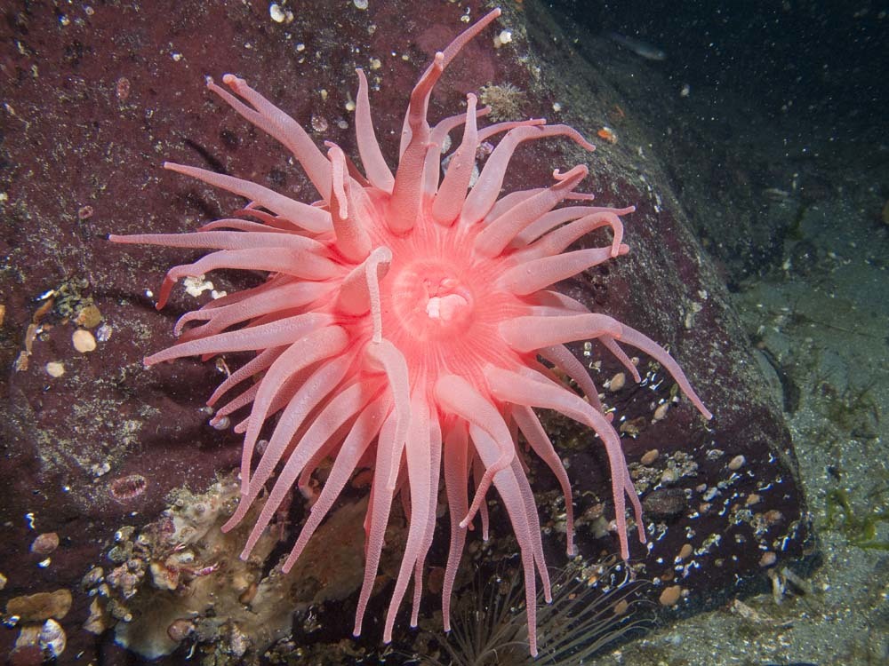 Cribrinopsis fernaldi Siebert & Spaulding, 1976