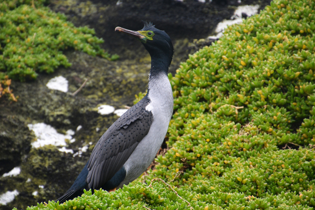 Pitt Island Shag (Birds in new Zealand ) · iNaturalist