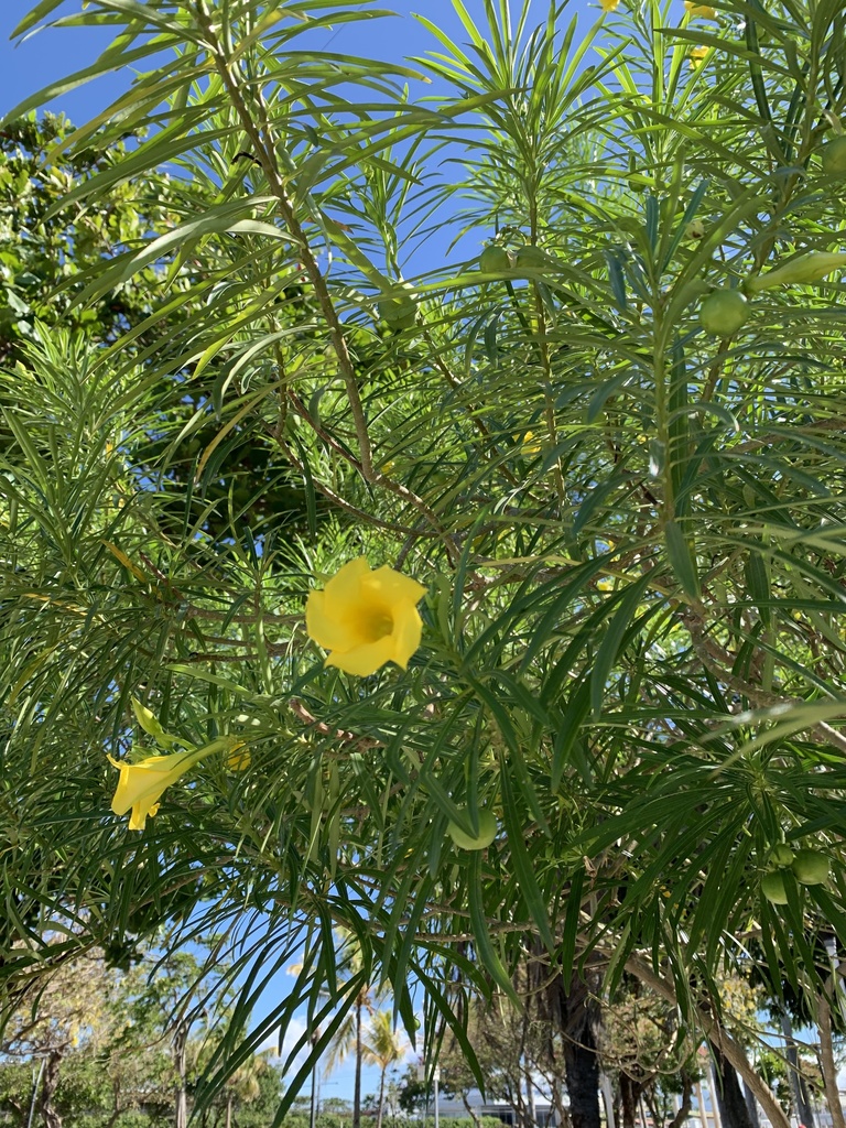 Be-still tree from Calle 2, Liberia, Guanacaste, CR on March 19, 2020 ...