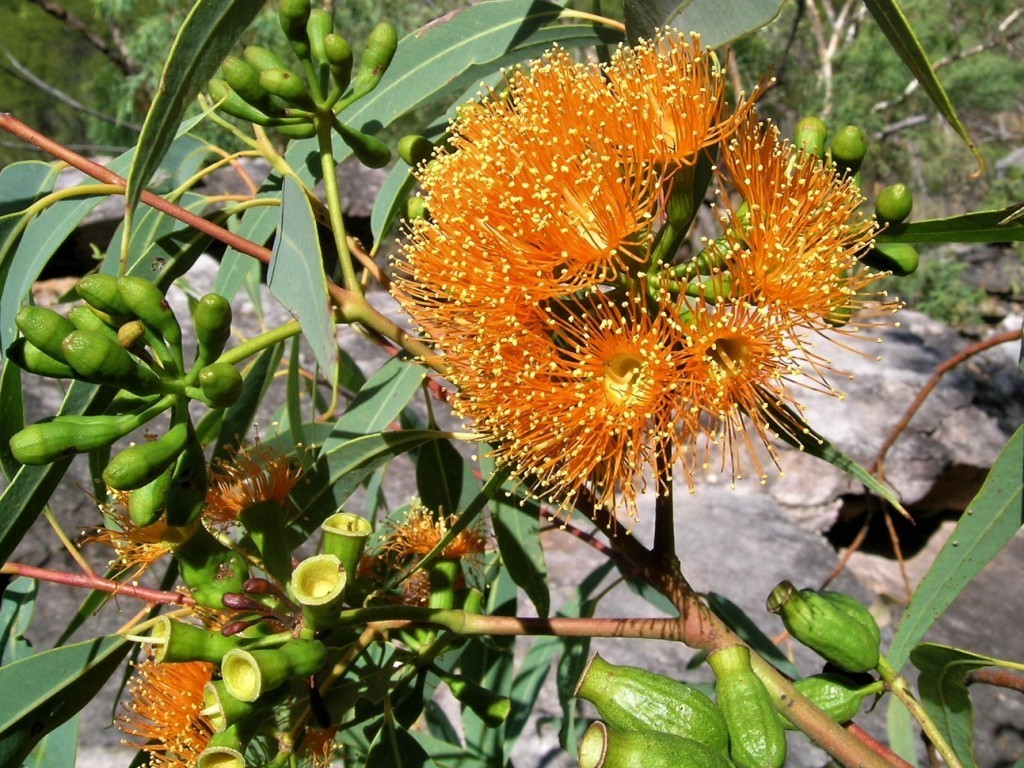 Scarlet Gum (Eucalyptus phoenicea) - Botanical Realm