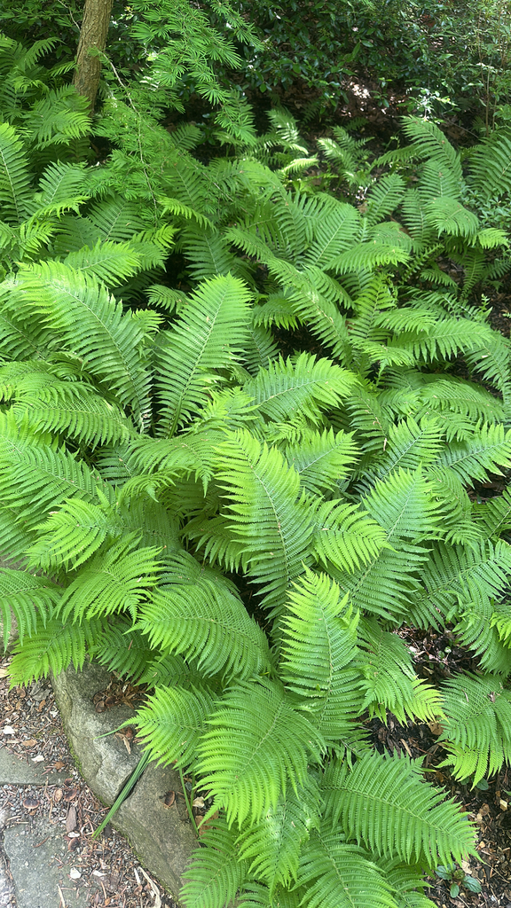 ostrich fern from Mary Alexander Rd, Charlotte, NC, US on April 16 ...