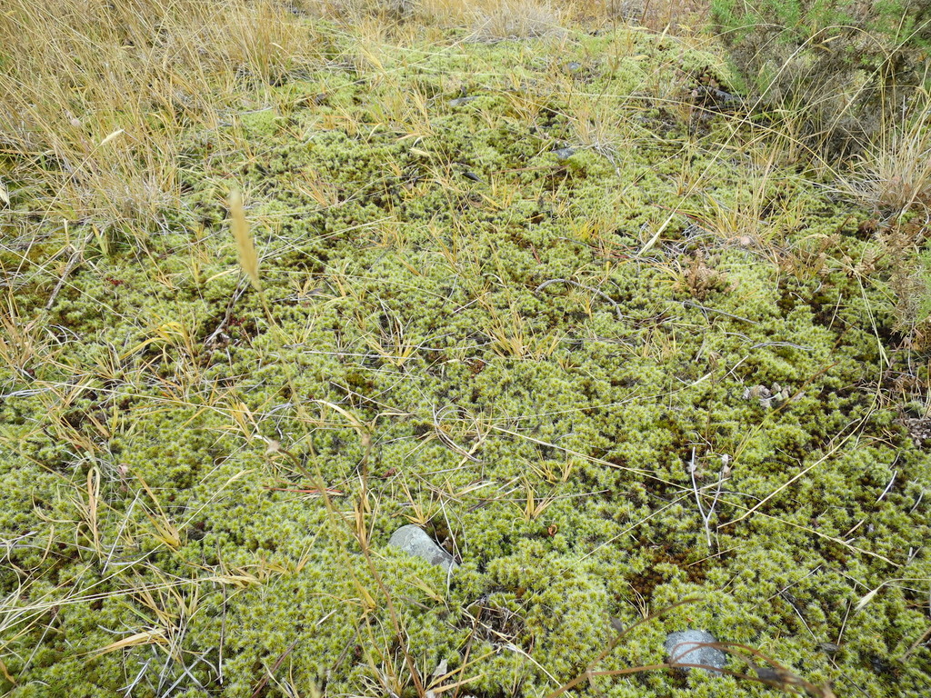 Racomitrium from Te Pirita, Rakaia on February 26, 2017 at 04:15 PM by ...