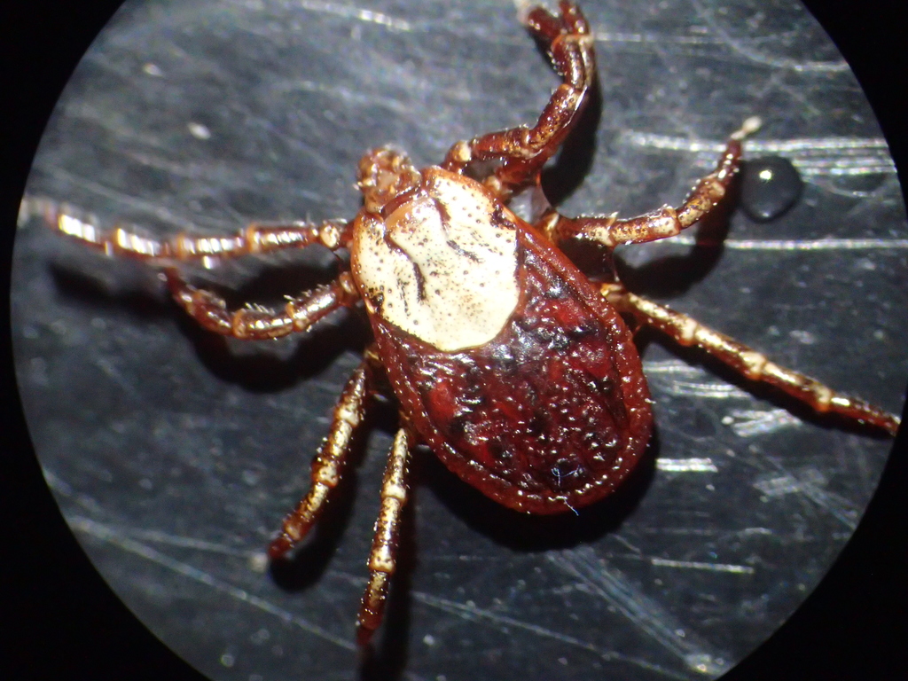 Rocky Mountain Wood Tick from Central Kootenay, BC, Canada on March 17 ...