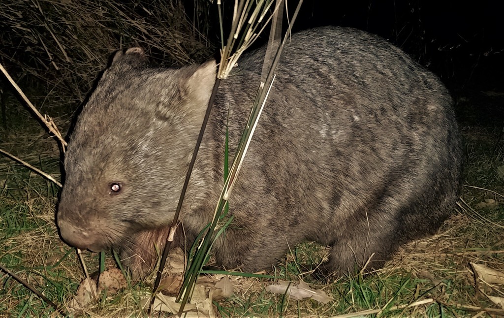 Bare-nosed Wombat (Vombatus ursinus) - Know Your Mammals