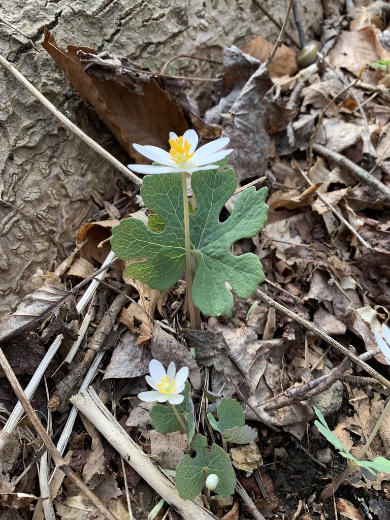bloodroot in March 2020 by amacy · iNaturalist