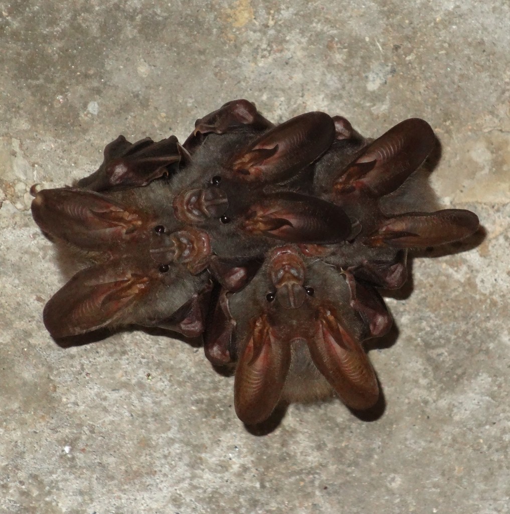 Lesser false vampire bat (Megaderma spasma) - Know Your Mammals