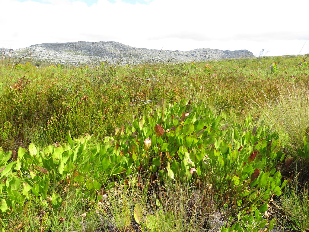 Giant Bogbean from Somewhere in the Western Cape, South Africa on March ...