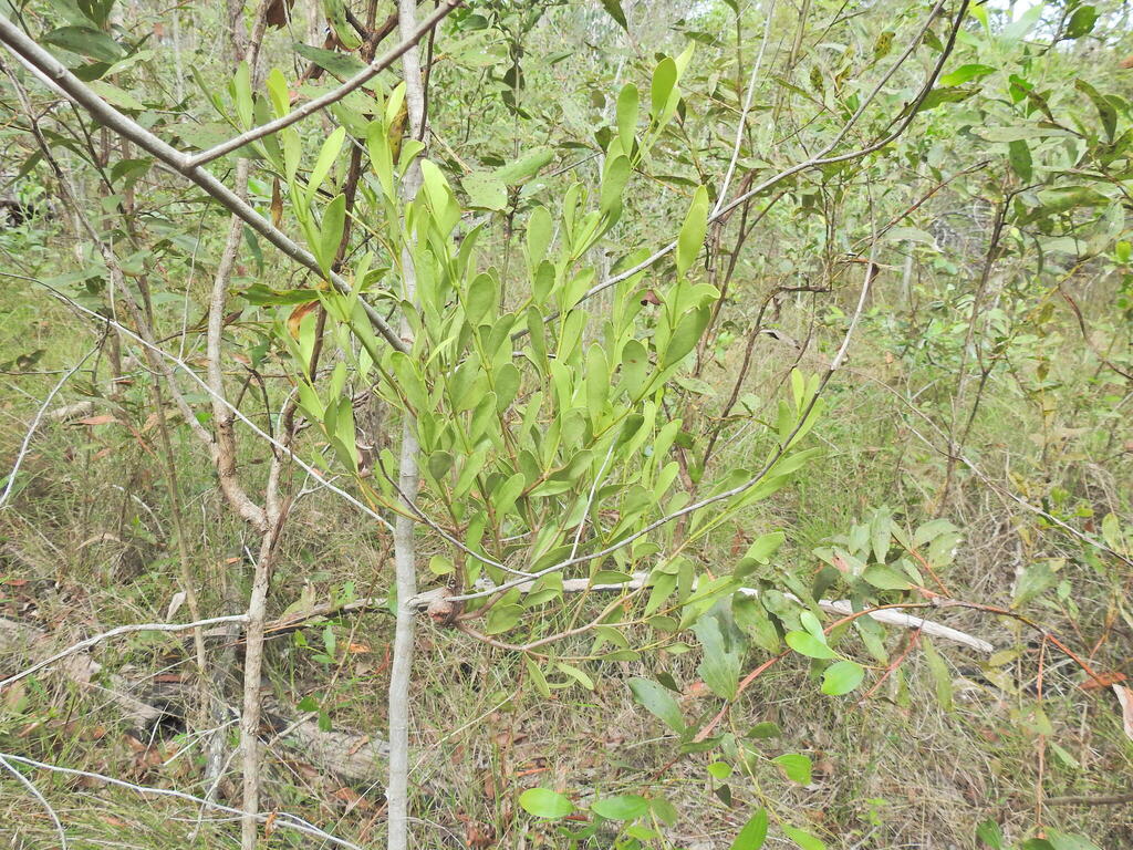 alphitonia mistletoe from Talegalla Weir QLD 4650, Australia on April ...