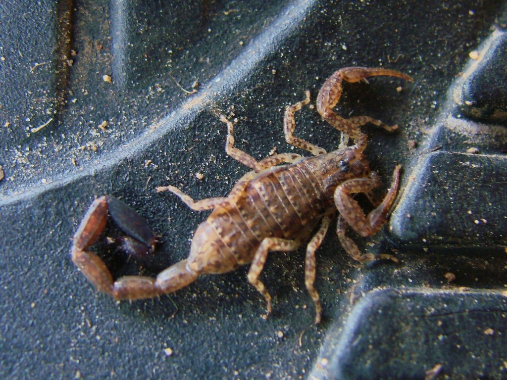 Centruroides schmidti from Puerto Lempira, Honduras on January 29, 2008 ...