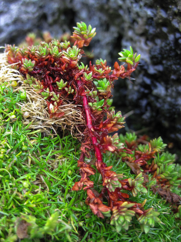 Shore Stonecrop from El Cabo Occidental, Sudáfrica on May 2, 2018 at 11 ...