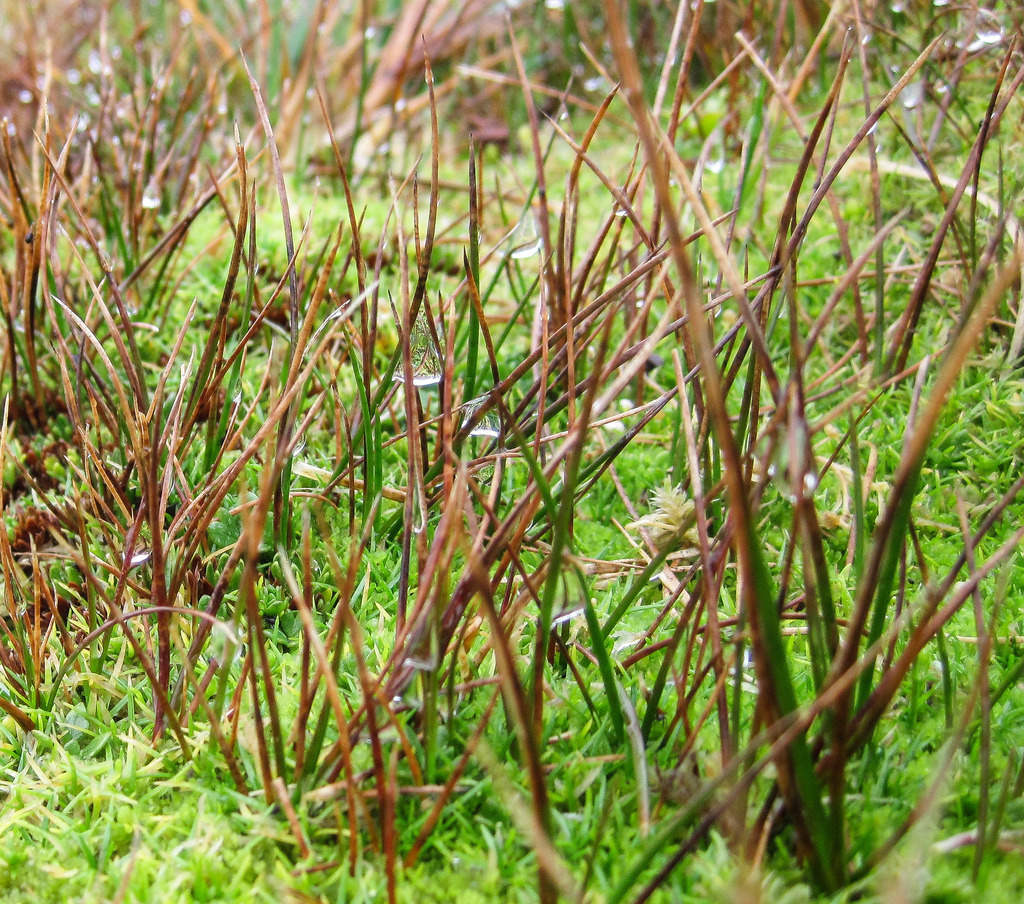 Native rush from El Cabo Occidental, Sudáfrica on May 2, 2018 at 11:40 ...