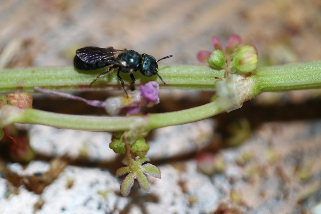 Floridian Small Carpenter from Marion County, FL, USA on March 16, 2020 ...