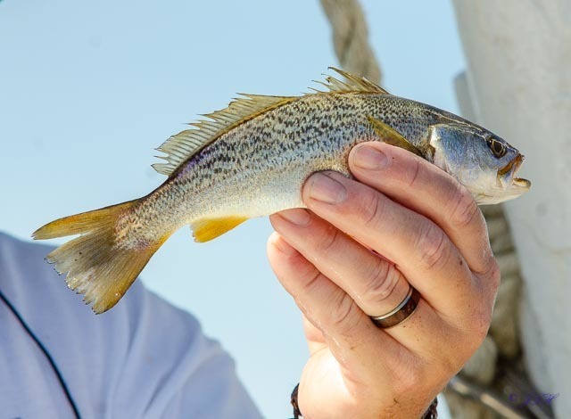 Weakfish (Cynoscion regalis) - Marine Life Identification