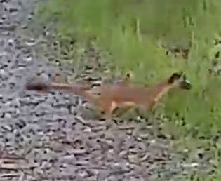 Long-tailed Weasel from 2600 Sarver Ln, San Marcos, CA 92069, USA on ...