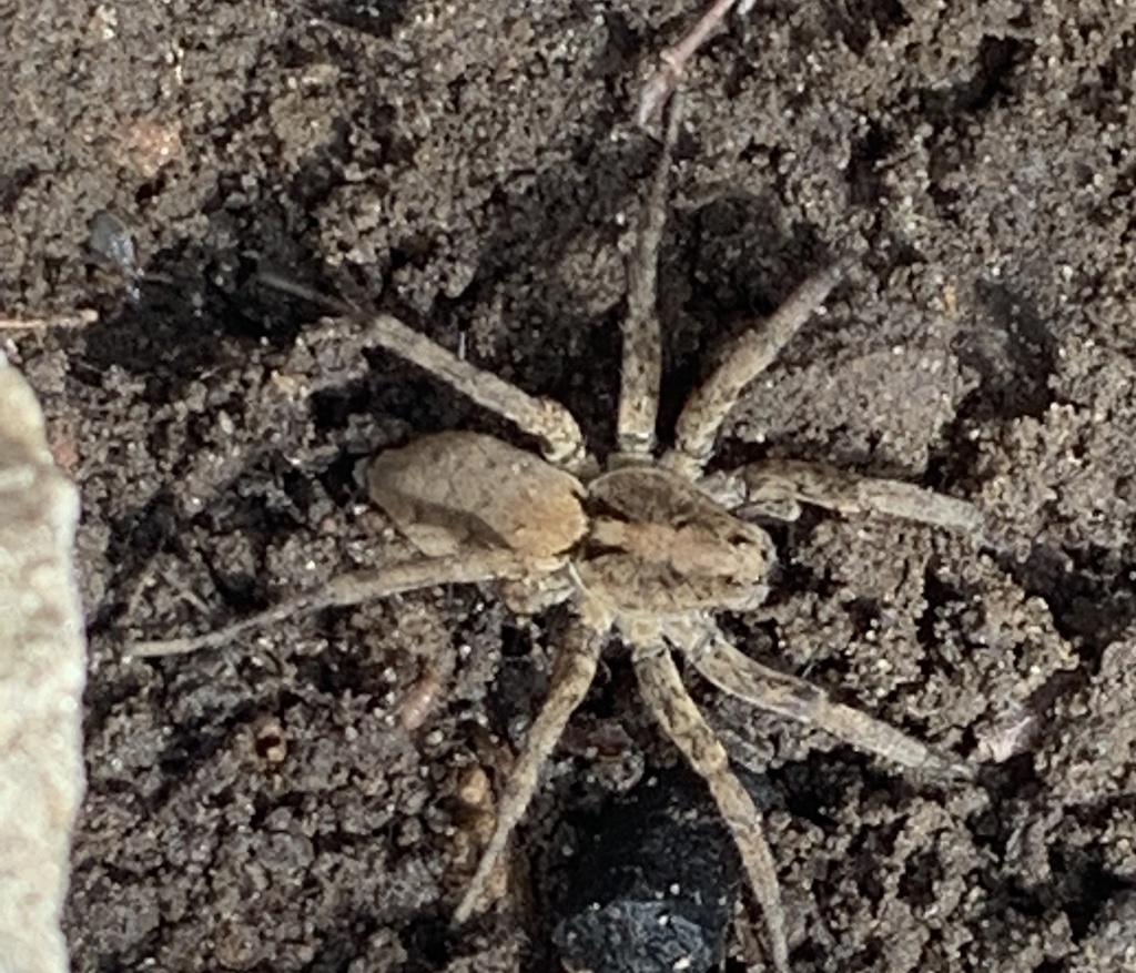 Wolf Spiders from Roaring River State Park, Eagle Rock, MO, US on March ...