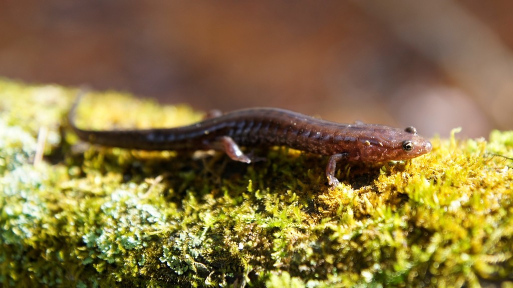 Blue Ridge Dusky Salamander in March 2020 by Max Ramey · iNaturalist