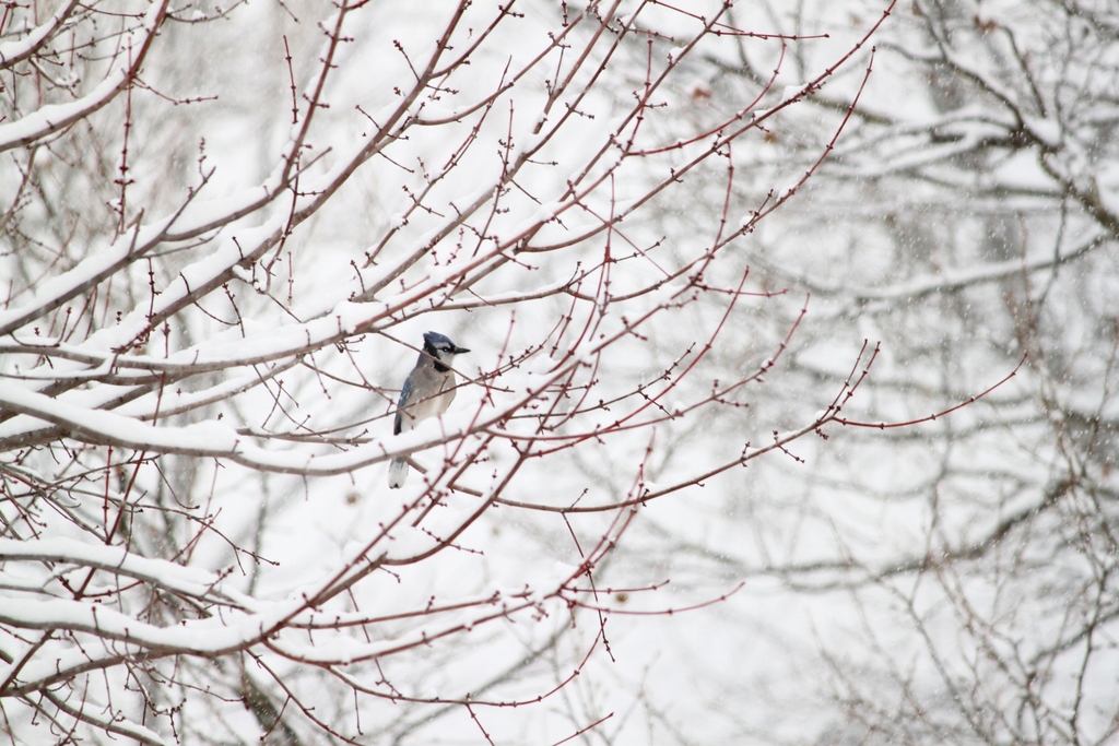Blue Jay from Orange County, US-NY, US on January 07, 2011 by Tyler ...