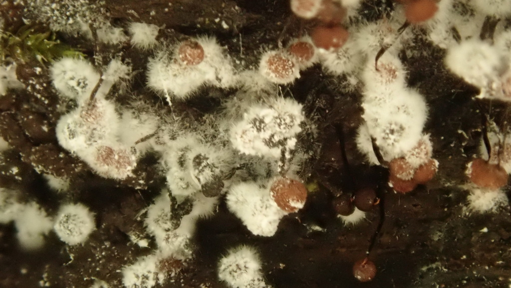 Nectriopsis rexiana from Robert B. Gordon Natural Area on July 10, 2019 ...