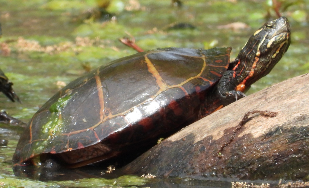 Eastern Painted Turtle from Silver Spring, MD, USA on April 16, 2026 at ...